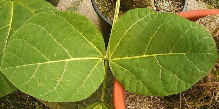 Manfaat Daun Dadap Serep untuk Demam, Ini Cara Gampang Menggunakannya ...