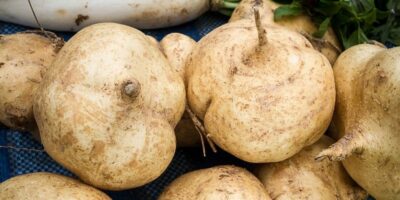 Bengkoang Bagus untuk Kecantikan, Diet, Lambung, Hingga Kanker ...