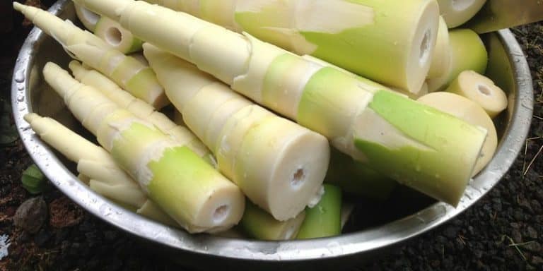 Manfaat Rebung untuk Kolesterol, Tekanan Darah, Jantung, dsb • Deherba.com