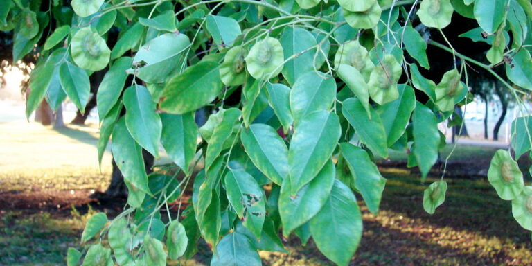 13 Khasiat Daun Angsana, Dari Merawat Kulit Hingga Mencegah Kanker ...