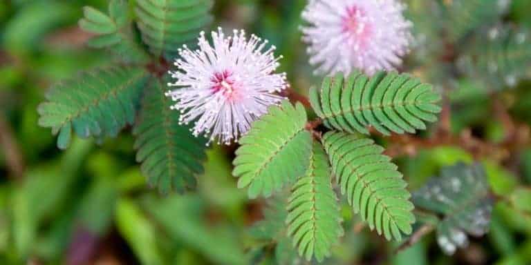 5 Pilihan Obat Cacingan untuk Orang Dewasa yang Tersedia di Apotik ...