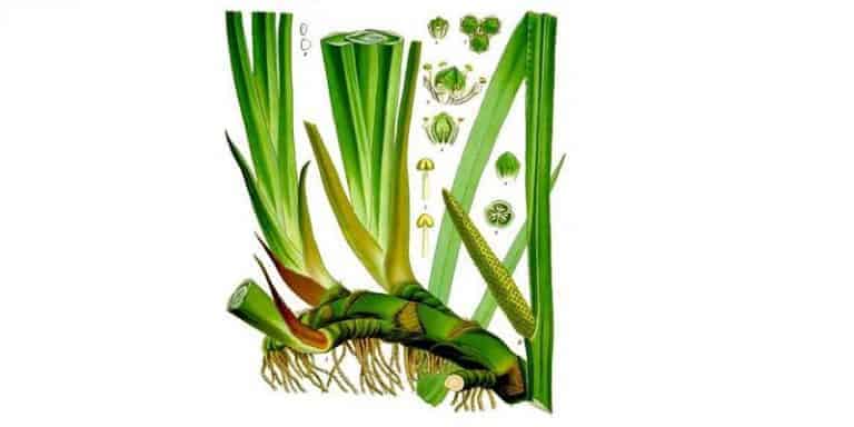 Khasiat Tanaman Obat Dlingo, dari Mengatasi Depresi Hingga Asma ...