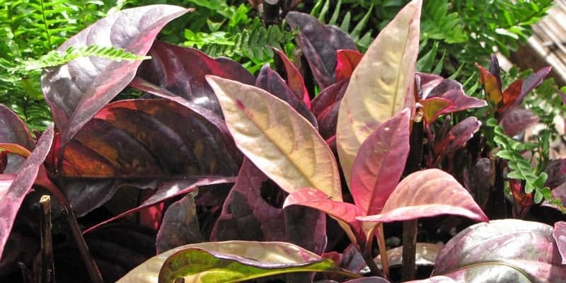 Resep Herbal untuk Mematangkan Bisul dengan Cepat • Deherba.com