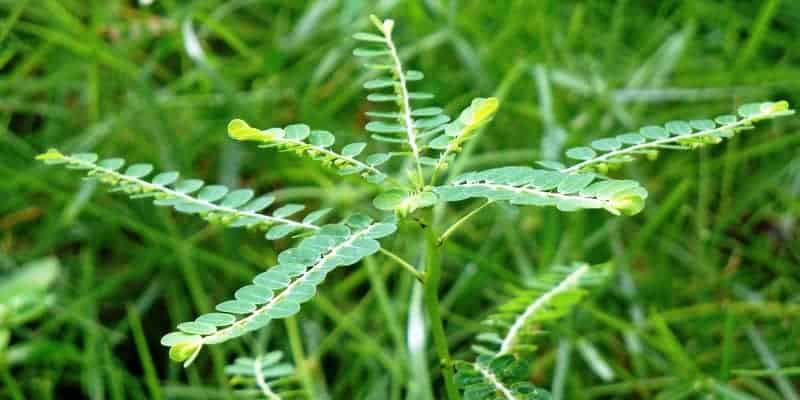 Obati Bisul di Kelopak Mata dengan Resep Herbal Meniran • Deherba.com