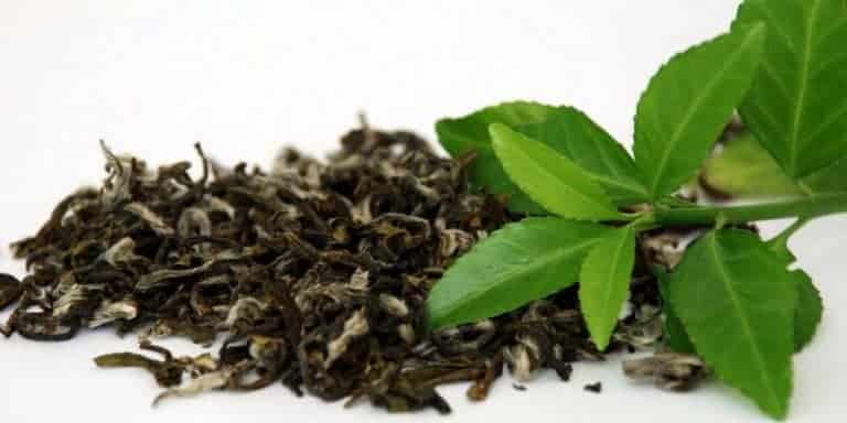 Daun Teh Hijau untuk Resep Herbal Infeksi Saluran Pencernaan • Deherba.com