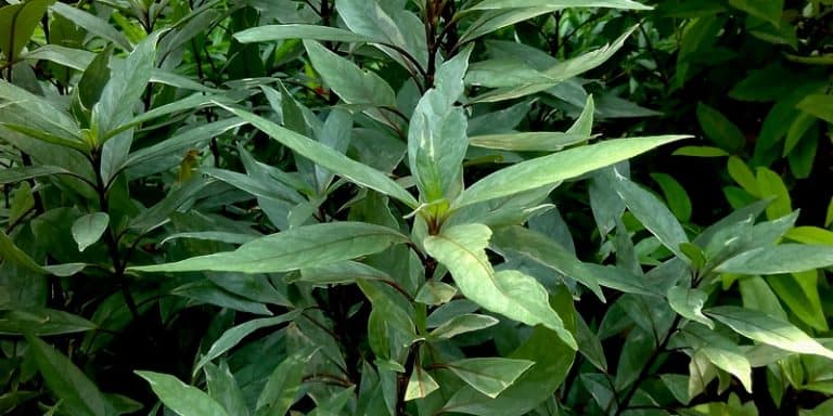 Resep Herbal Rematik: Gandarusa, Akar Jarak, Krokot, dan Mengkudu ...