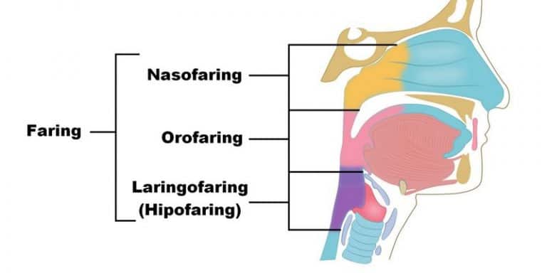 Kanker Hidung: Kanker pada Rongga Hidung dan Sinus • Deherba.com