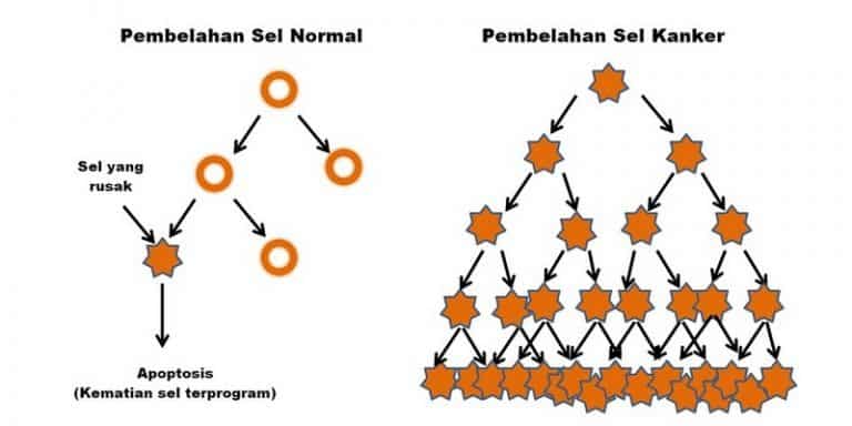Proses Terjadinya Kanker: Bagaimana Kanker Mulai Terbentuk? • Deherba.com