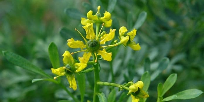 Resep Herbal Sakit Gigi untuk Atasi Ngilu dan Radang • Deherba.com