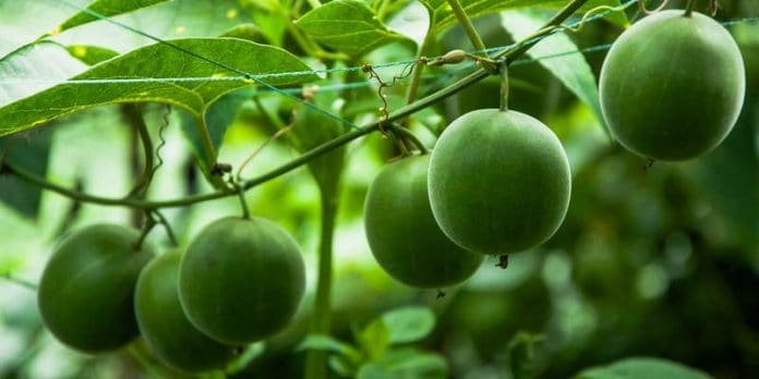 Lo Han Kuo, Apa Saja Manfaatnya bagi Kesehatan? • Deherba.com