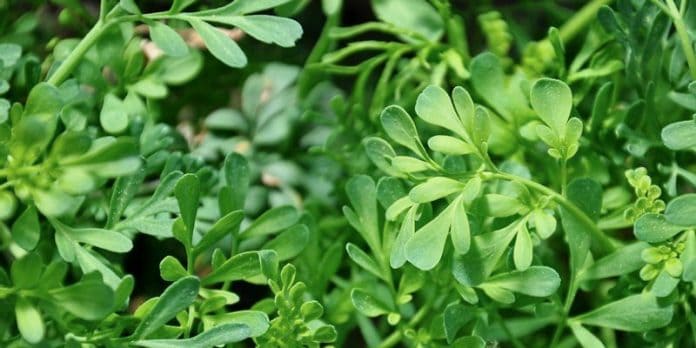 Resep Herbal Sakit Kepala dari Daun-Daunan • Deherba.com
