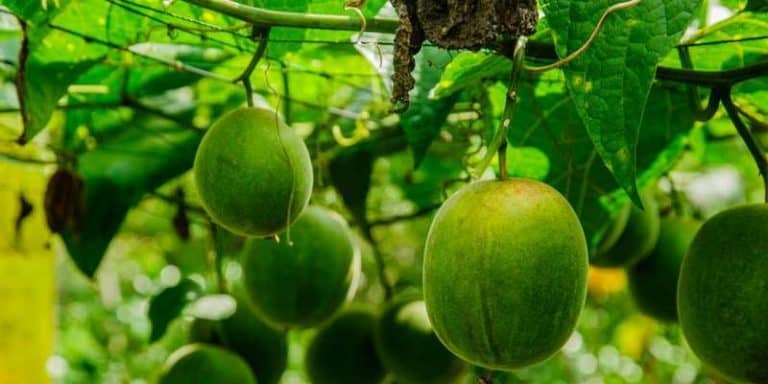 Lo Han Kuo, Apa Saja Manfaatnya bagi Kesehatan? • Deherba.com