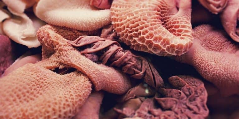 Kanker Rektum: Penyebab, Ciri-Ciri, dan Saran Herbalnya • Deherba.com