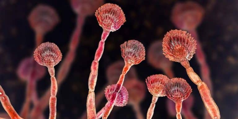 Aflatoksin: Zat Beracun yang Mengancam Bahan Pangan