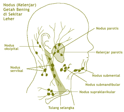 Benjolan di Leher Apakah Berbahaya? • Deherba.com