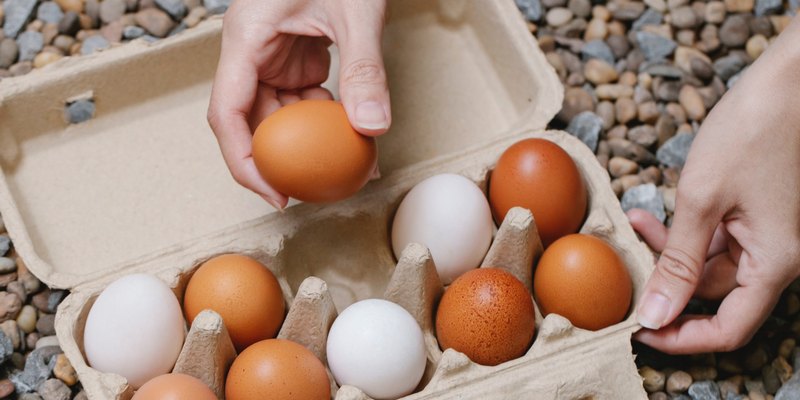 Lebih Bagus Telur Ayam Negeri atau Kampung? • Deherba.com